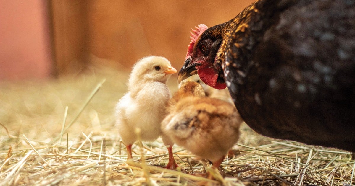 Backyard chickens give us a glimpse into the complex social and ...