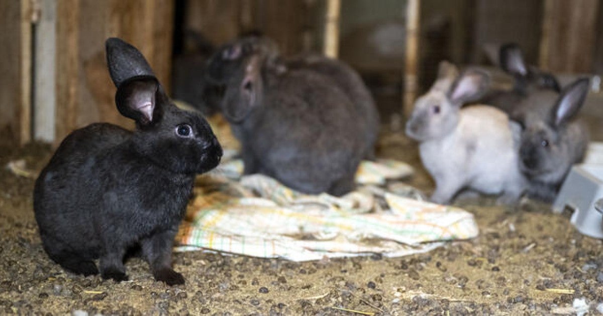 Our rescue team arrives at home overwhelmed by rabbits after caregiver ...
