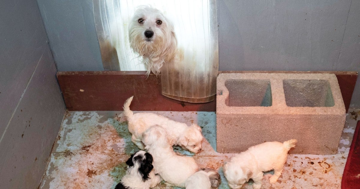 New audit knocks persistent USDA dog breeder inspection deficiencies ...