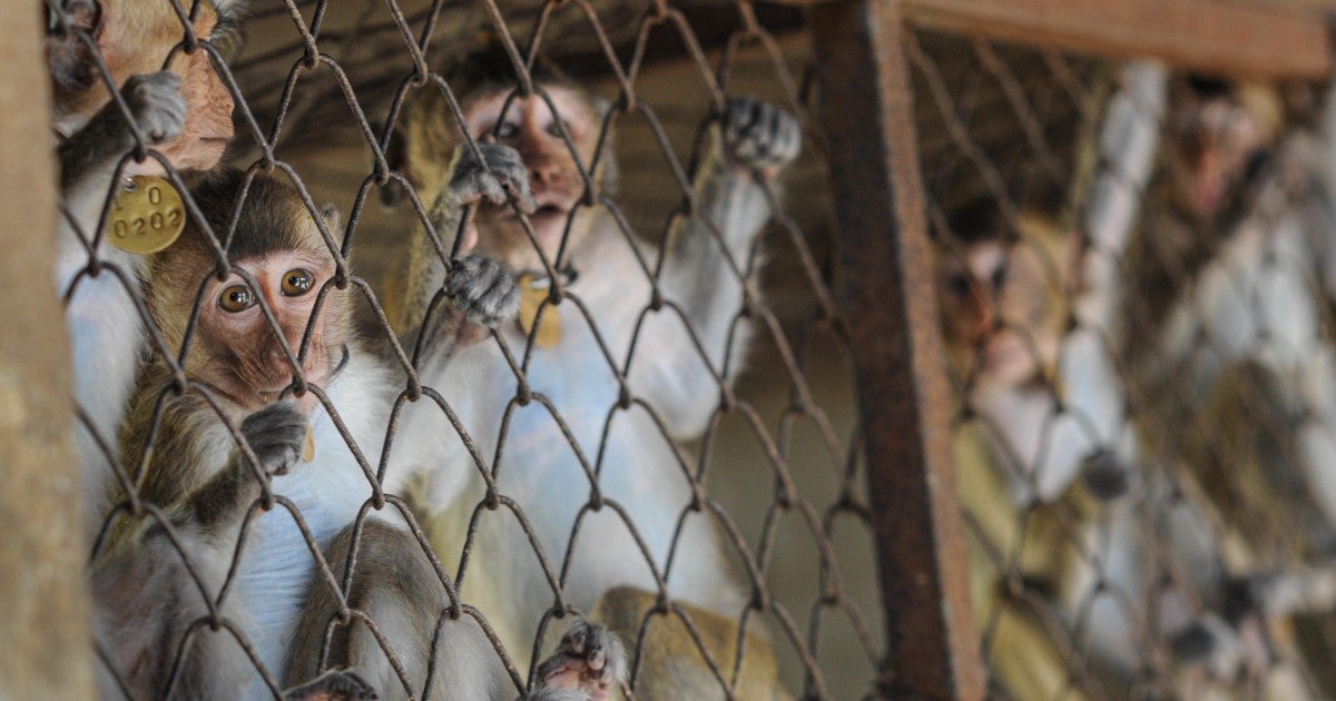 Funding bill could grant $30 million to support monkey experimentation ...