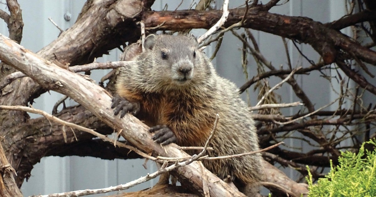 How to humanely manage conflicts with groundhogs | Humane World for Animals