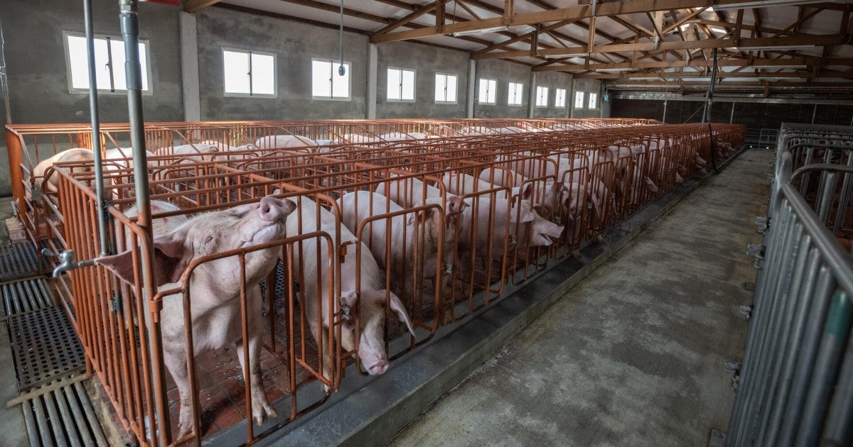 Nearly 5,000 farms across 39 states support Prop 12’s animal welfare ...