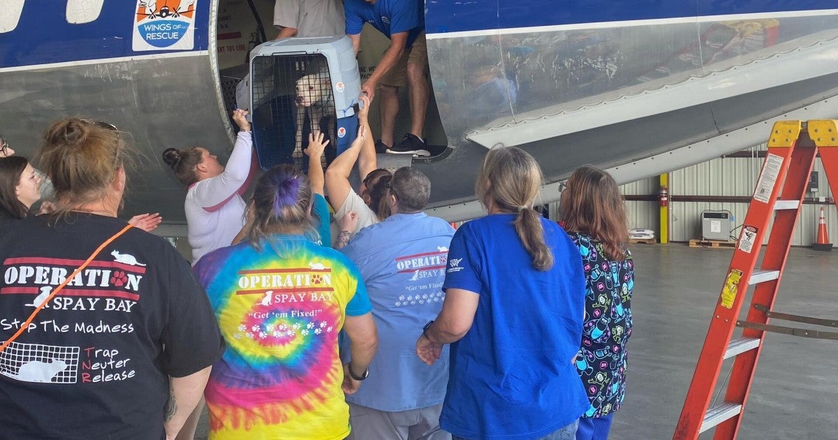 Evacuating shelter animals in Hurricane Milton’s path, while still ...