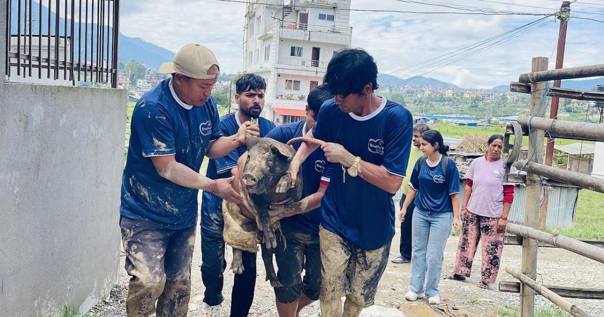 What it takes to save animals in the aftermath of disasters | Humane ...