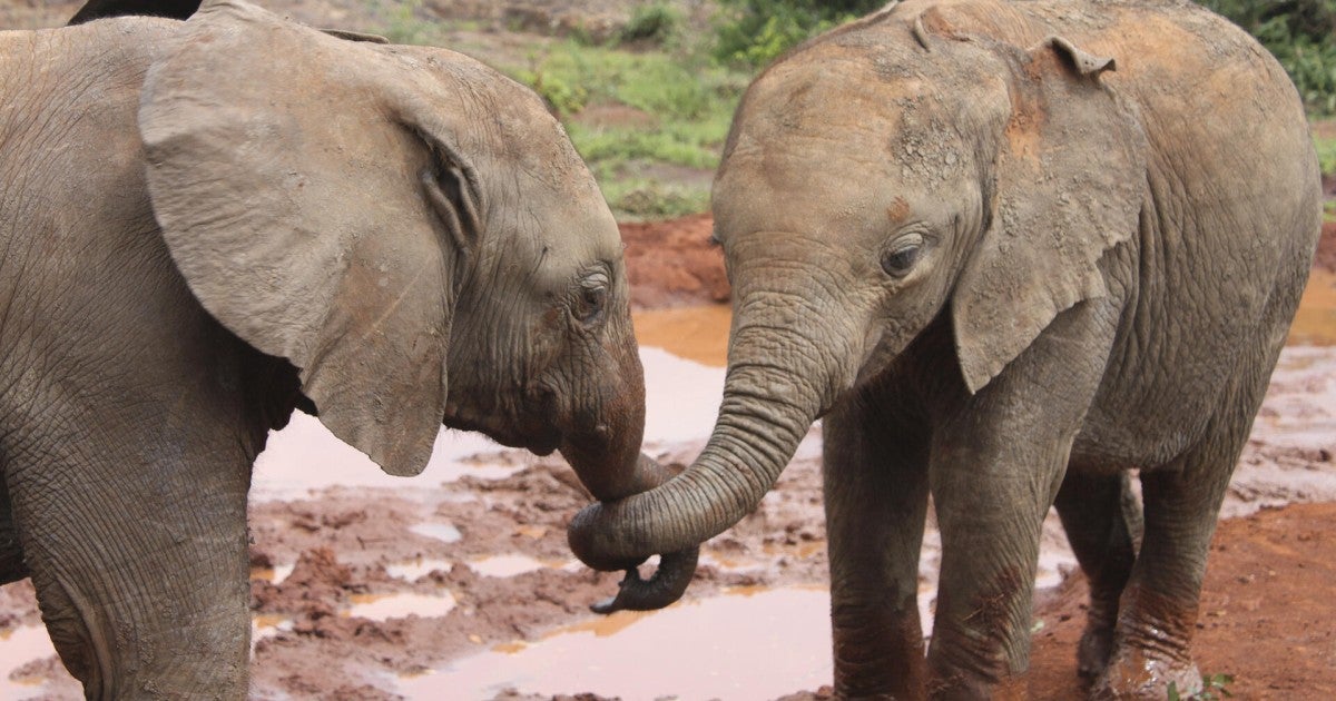 In win for elephants and rhinos, federal court upholds New York's ivory ...