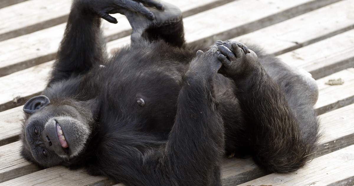 Breaking: Chimps at New Mexico laboratory will finally be moved to ...