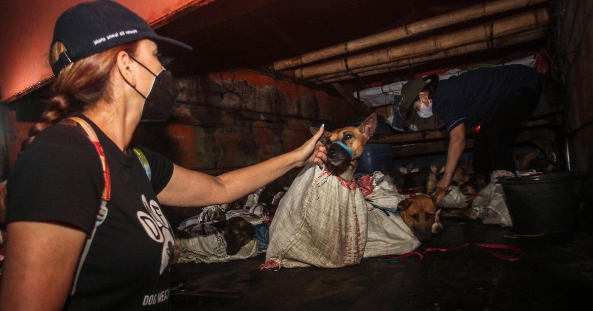 Advocates propose ban on dog and cat meat trades to Indonesian ...