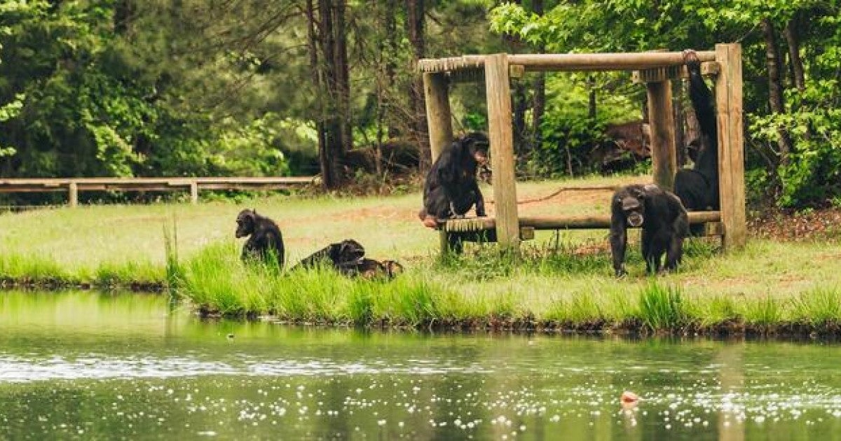 In 2024 we scored victories for chimps and countless other animals ...