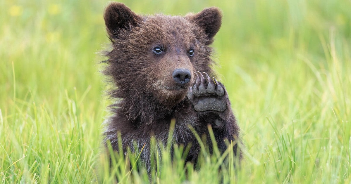 How we worked to save wild animals all over the world in 2024 | Humane ...