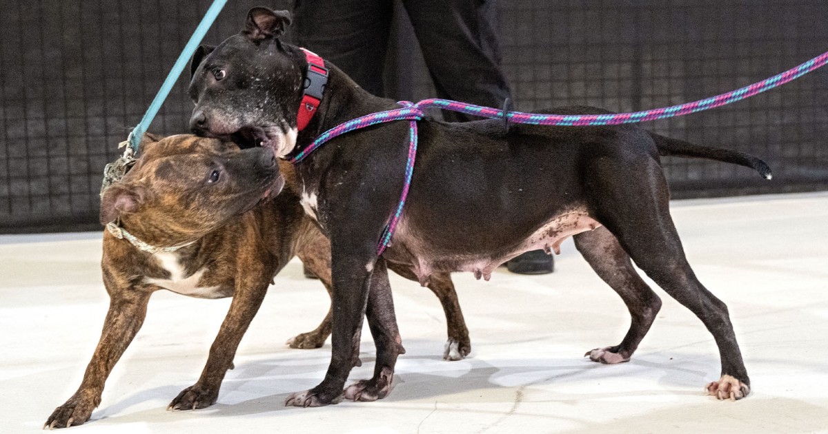 How love and patience transform suspected dogfighting victims into ...