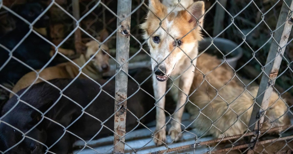 A year of progress in the fight against the dog and cat meat trade ...