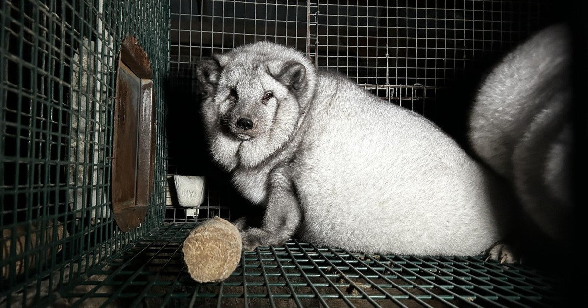 New investigation exposes what a ‘high welfare’ fur farm really looks ...