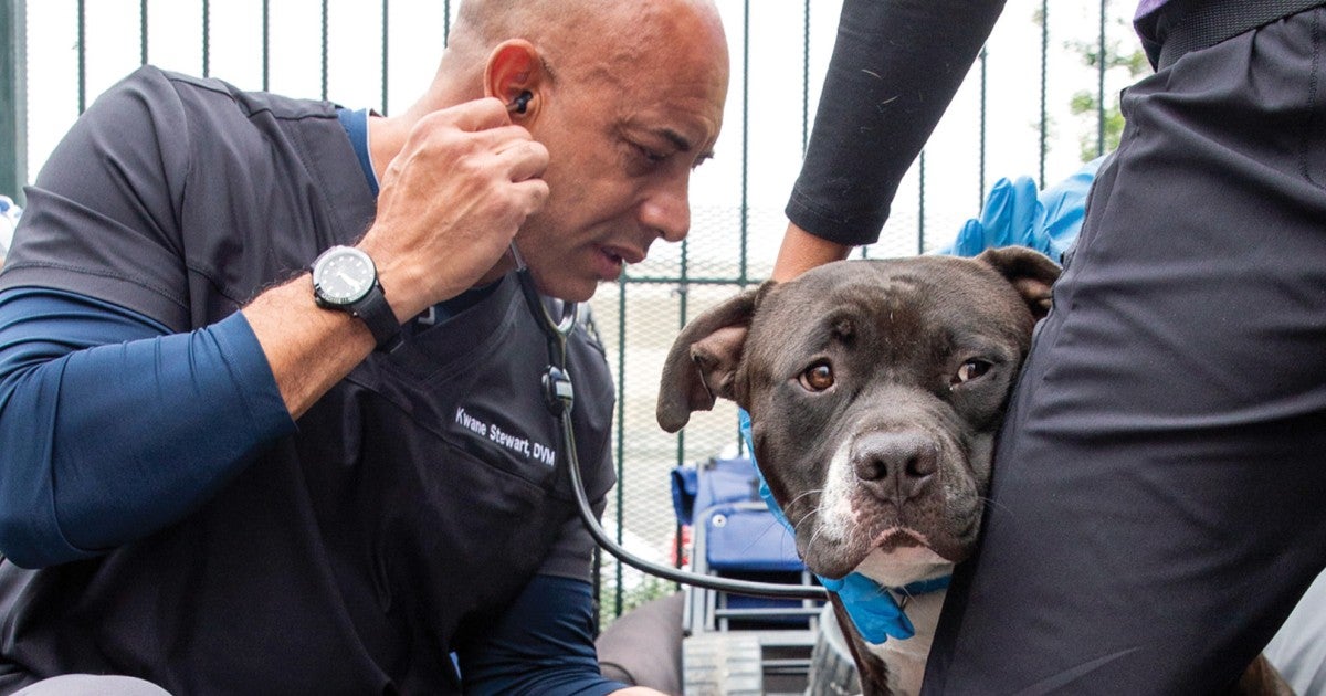 Dr. Kwane Stewart of Project Street Vet talks about his inspiration ...