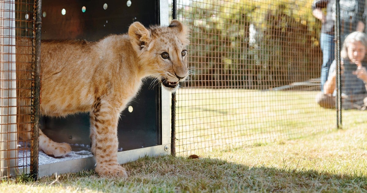 Lebanese Nonprofit Rescues Multiple Lion Cubs in Need