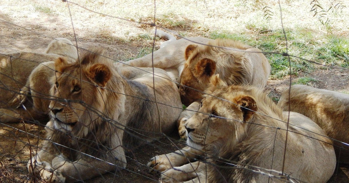 Captive/canned hunts | Humane World for Animals