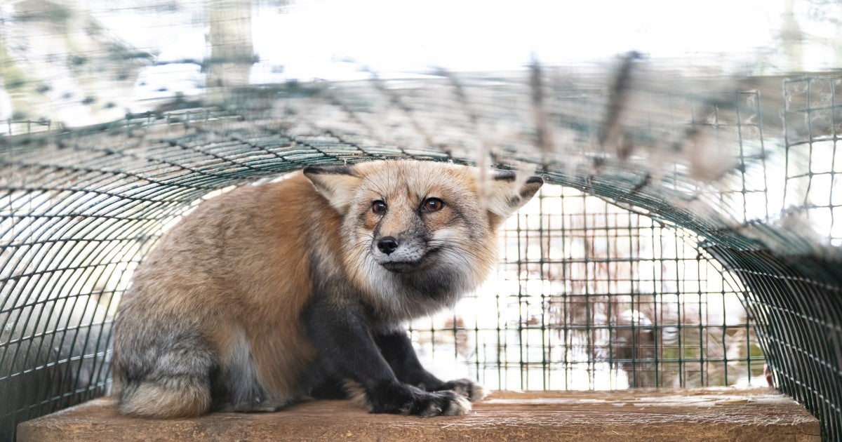 ‘The most horrific:’ Hundreds of foxes, raccoons, wolf-dog hybrids ...