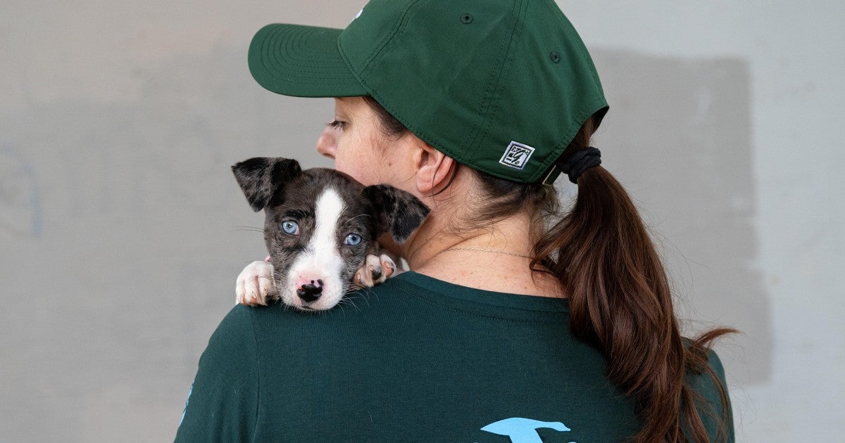 About Humane World for Animals | Formerly Humane Society of the United ...