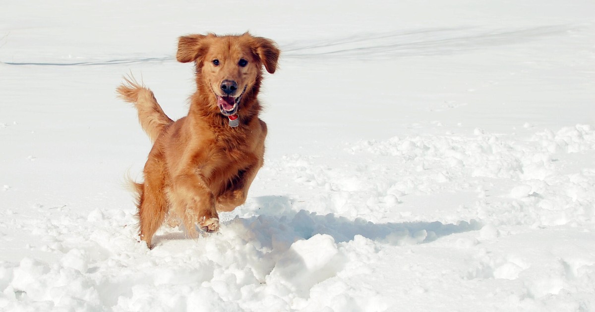 Good news to start 2025: These state laws are now in place for animals ...