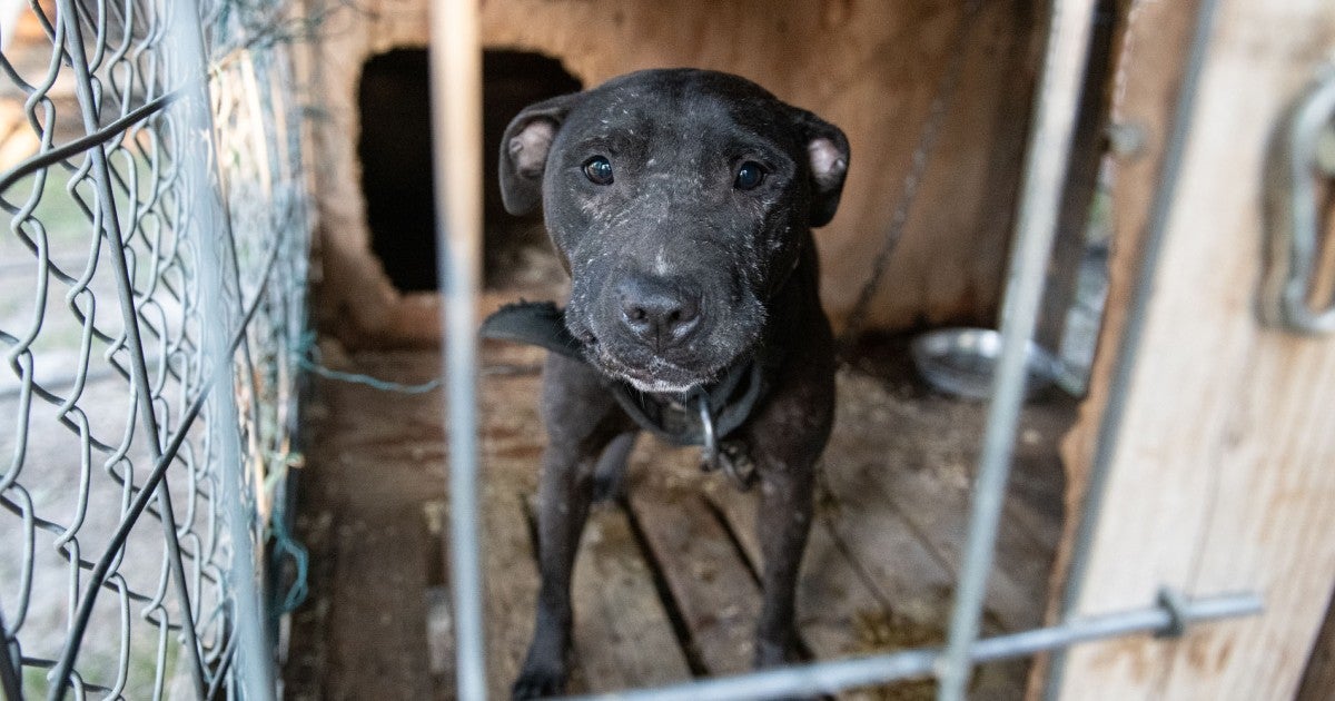 Put an end to dogfighting | Humane World for Animals