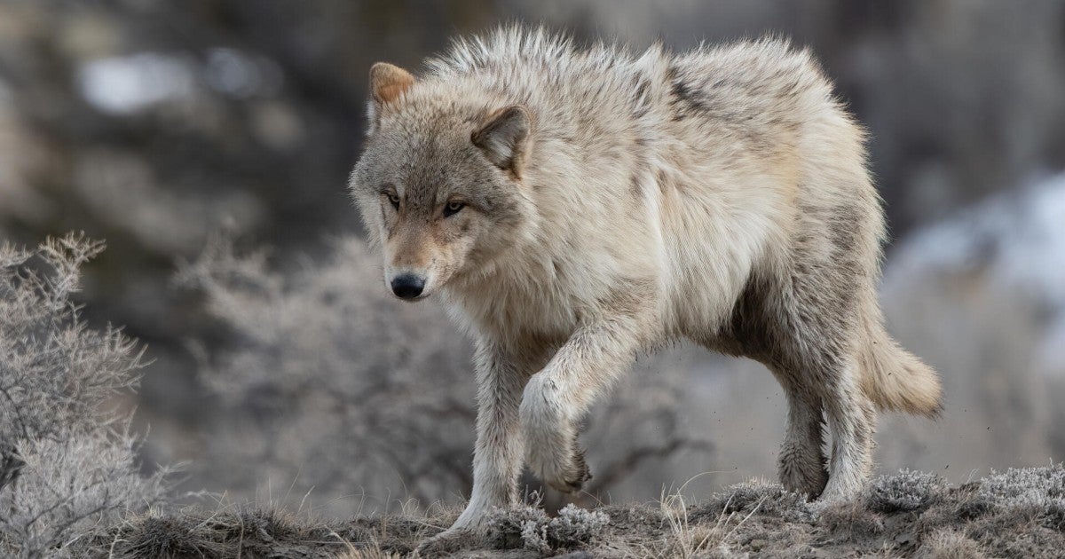 Wolves score a win in the fight over their protections in the US ...