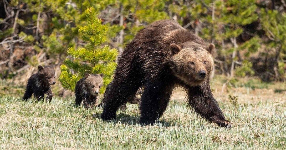 Animals Wild Brown Bear