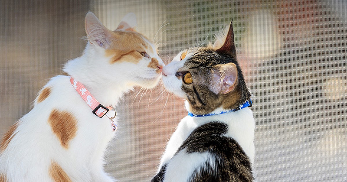 Reputable car donation charities | Humane World for Animals