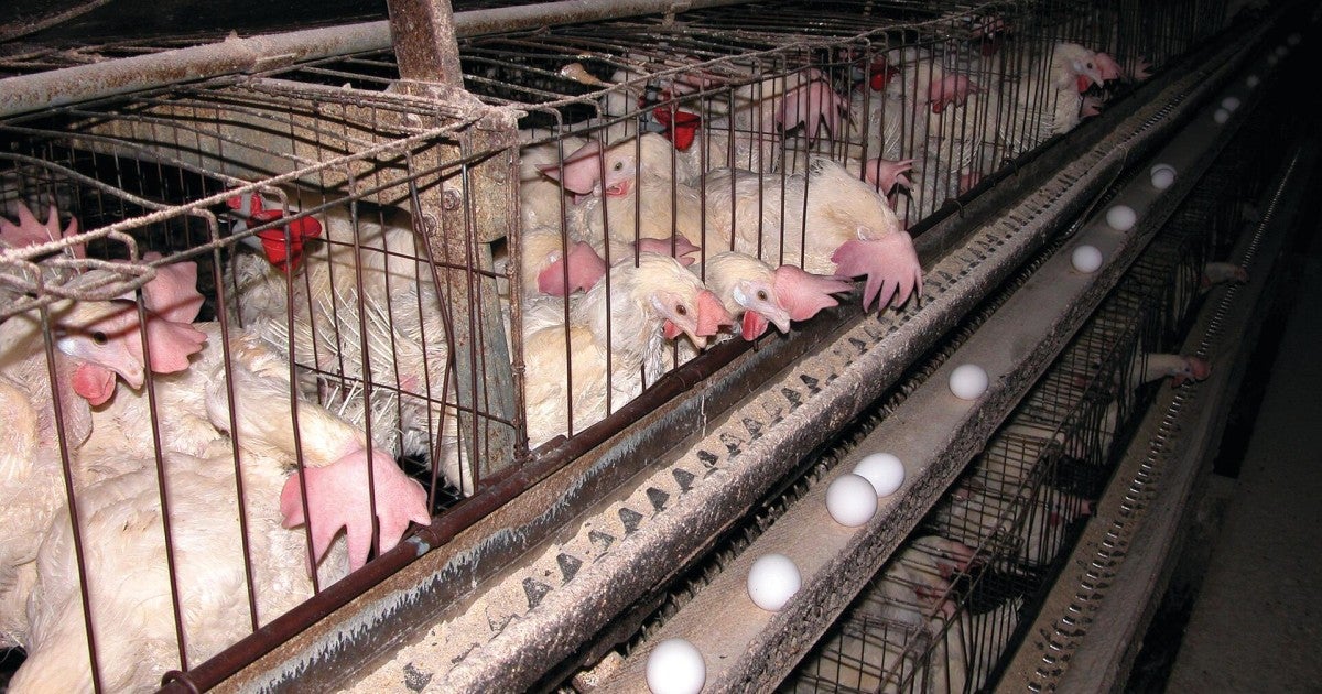 Bird flu and inflation are being used as excuses to undo farm animal ...