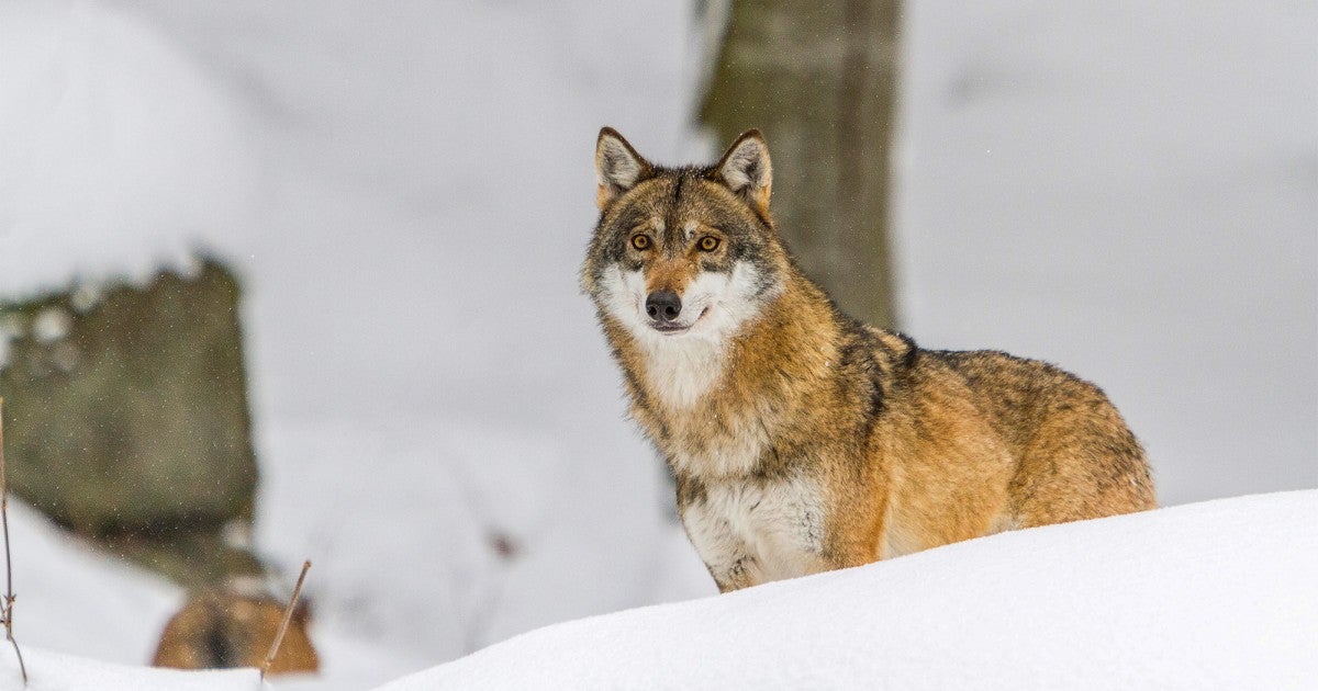 Germany Newsroom | Humane World for Animals