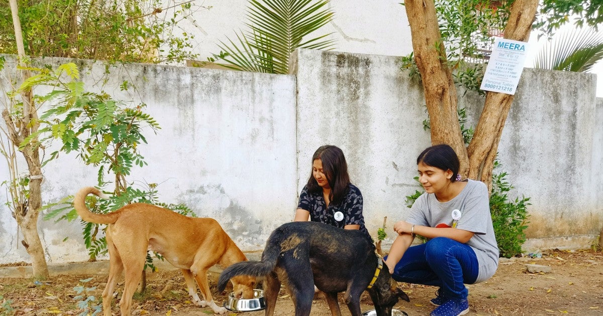 Our Work | Humane World for Animals