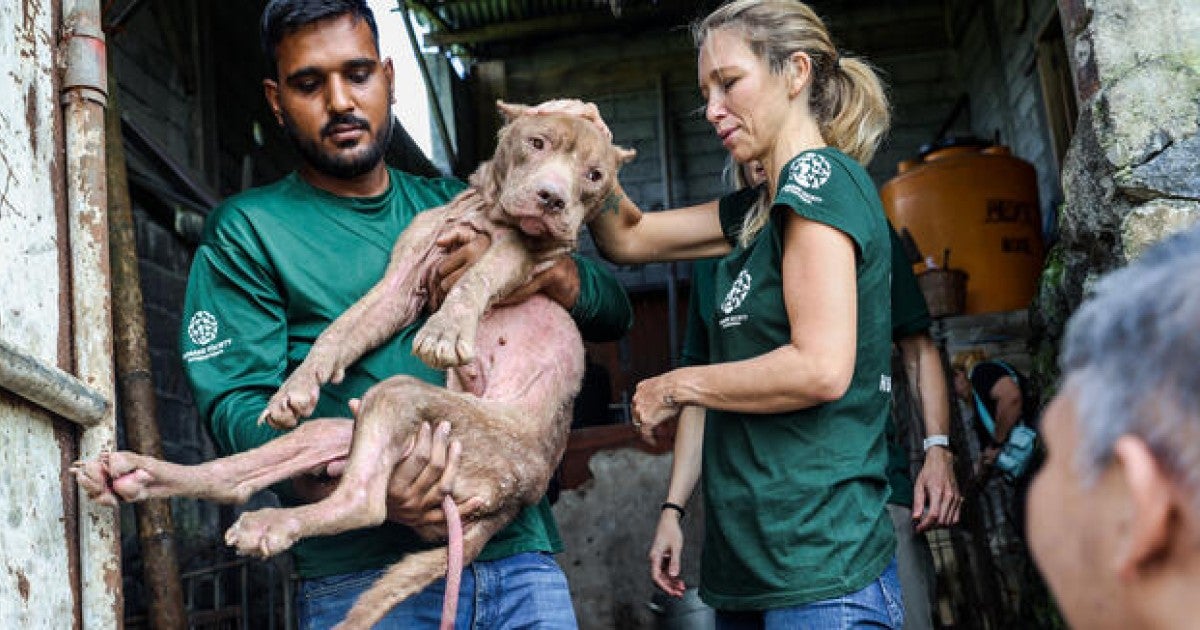 The major achievements for animals that made us who we are today ...