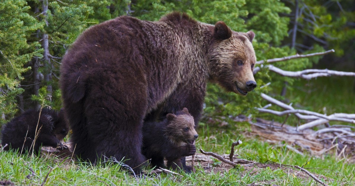 Animal charity Humane Society International Canada to become "Humane ...