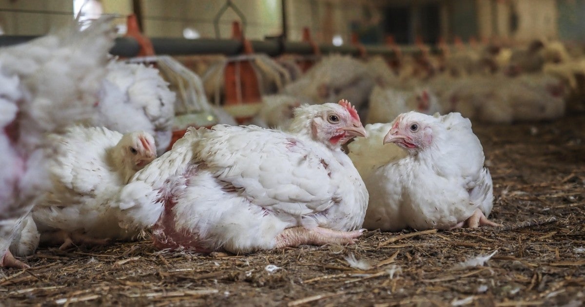 The Pecking Order | Humane World for Animals