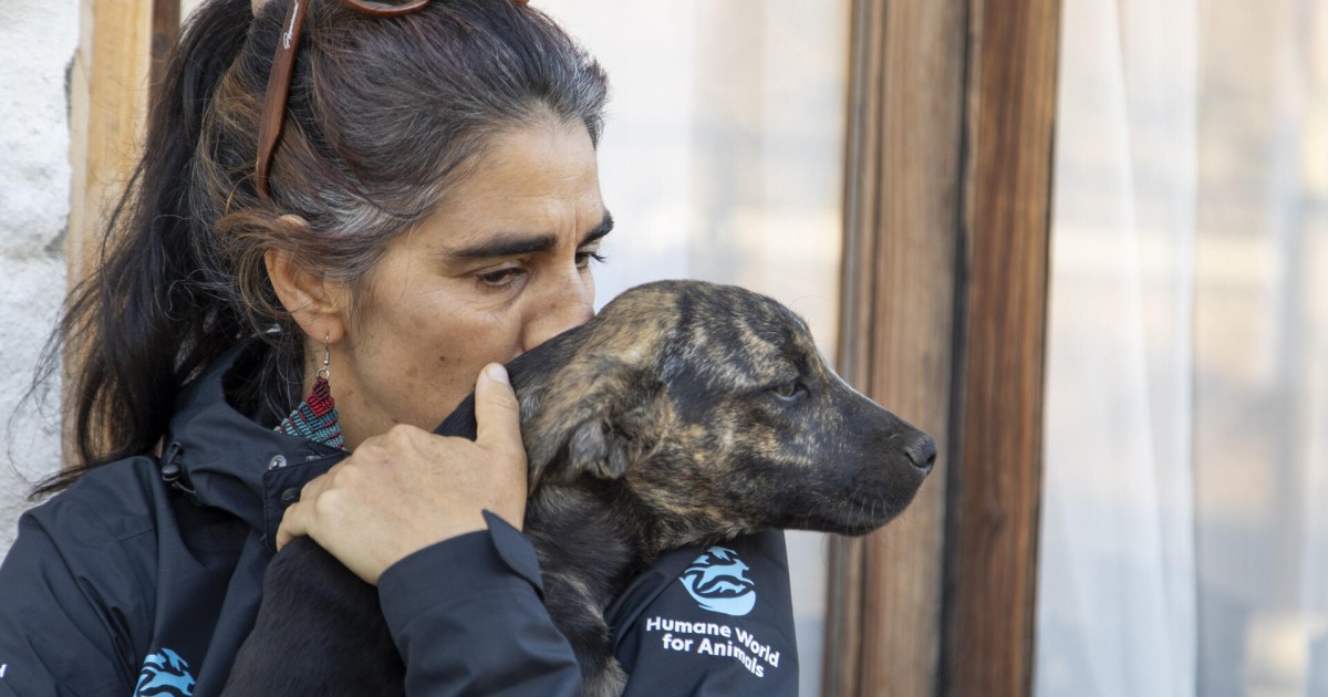 La organización de protección animal Humane Society International en ...