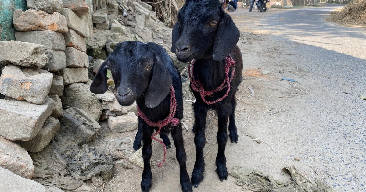 Animal charity Humane Society International India to become “Humane ...