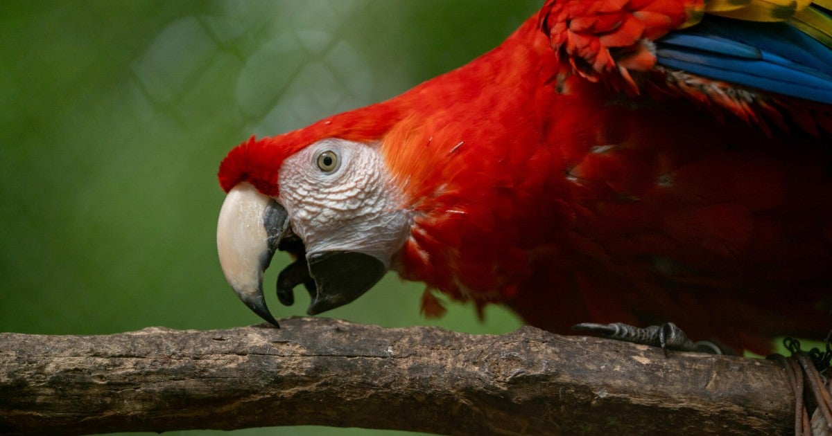 La organización protectora de animales Humane Society International ...