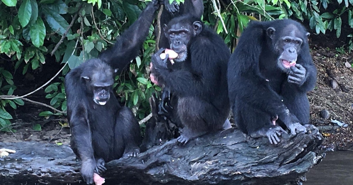 Animal charity Humane Society International Liberia to become "Humane ...