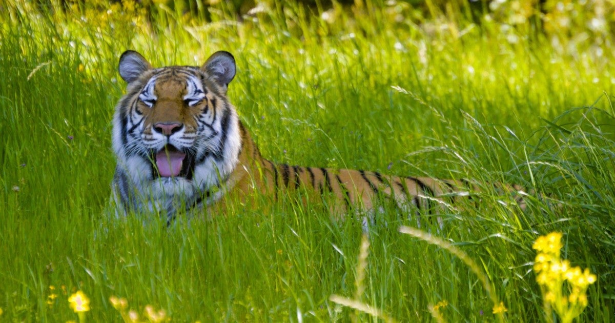 Two former pet tigers celebrate their February anniversaries at Texas ...