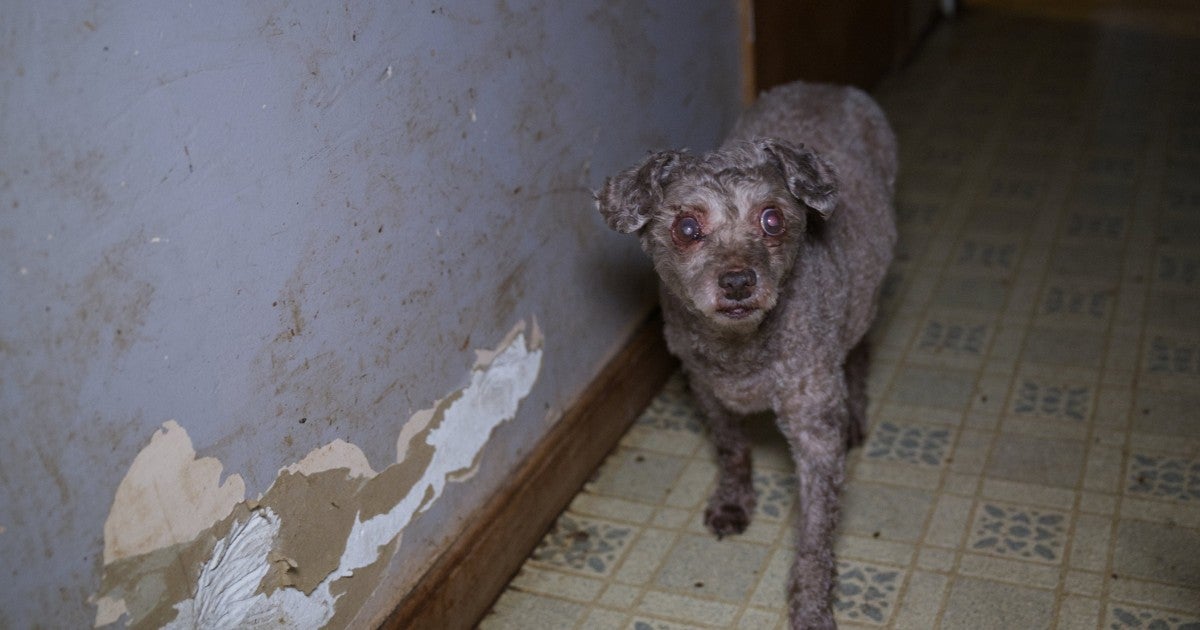 ‘A shocking anomaly:’ Over 100 animals rescued from alleged neglect at ...