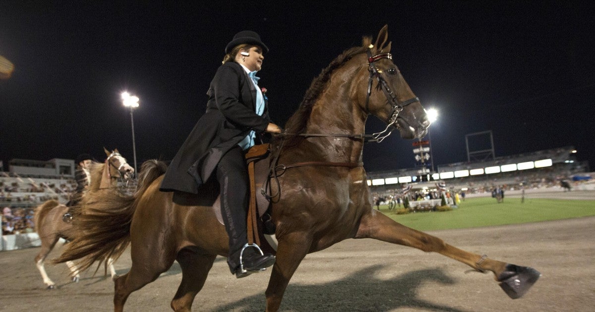 Exposed: The cruel reality of horse soring in Tennessee's Walking Horse ...