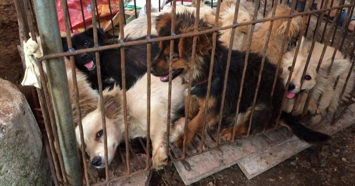Yulin Dog Meat Festival in China | Humane World for Animals