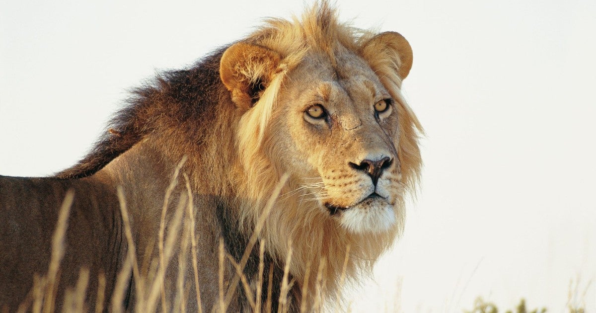 BREAKING: South African Predator Association seeks to reinstate ...
