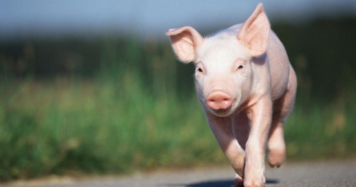 Ready to run for all animals? | Humane World for Animals
