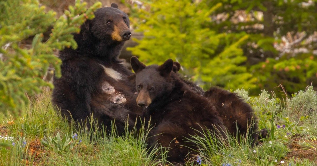 Seeing a mother bear nursing cubs in Yellowstone changed how I ...