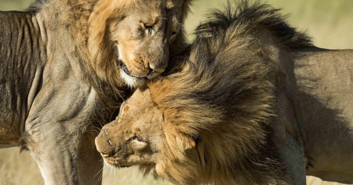 End Trophy Hunting | Humane World for Animals