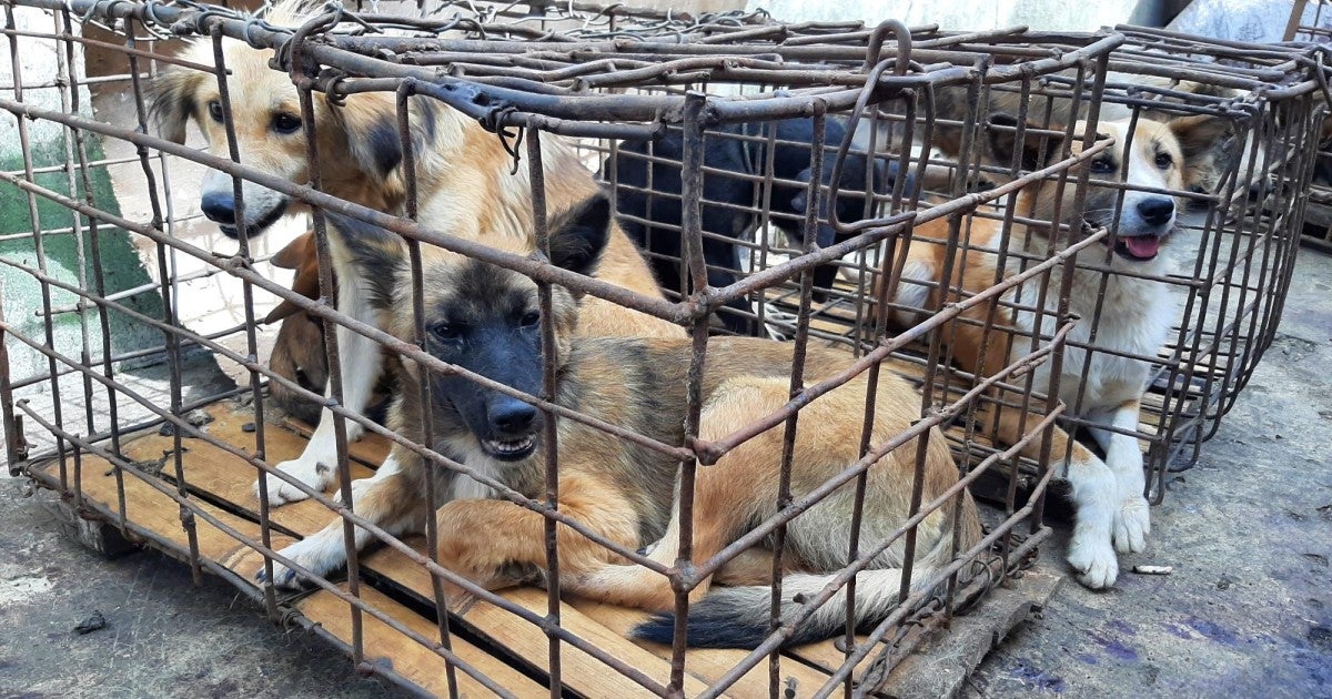 Indonesia's cruel and dangerous dog meat trade | Humane World for Animals