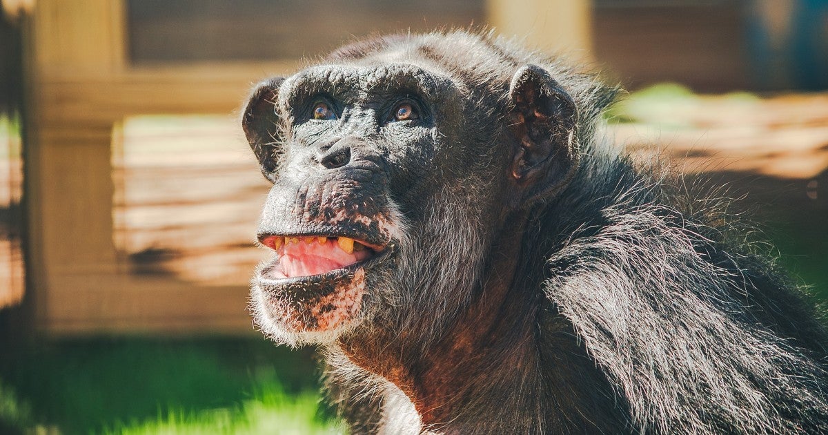 Remaining chimps from New Mexico laboratory are starting to arrive at ...