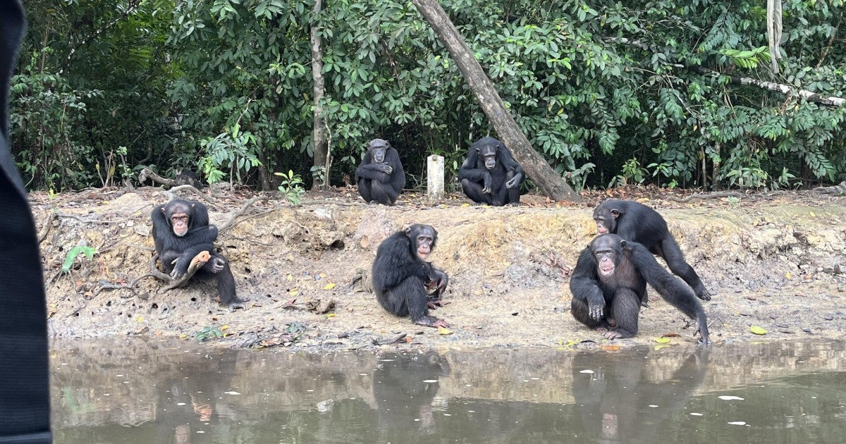 Noti esperti di primati hanno aiutato Humane World for Animals a ...