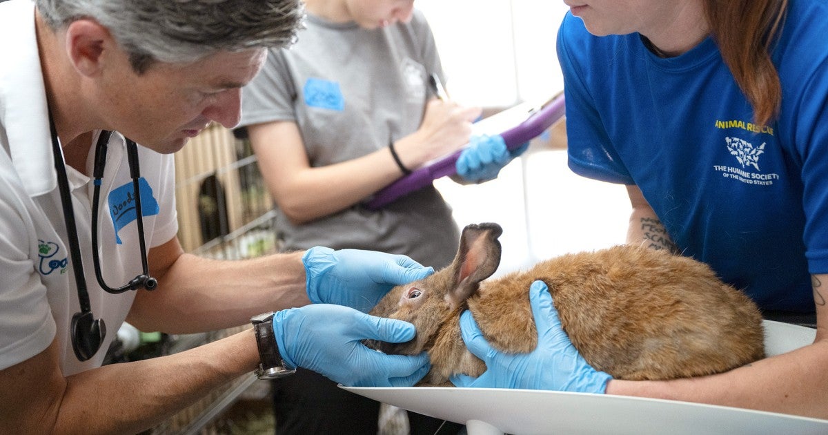 Over 100 rabbits rescued from dire situation in Tennessee home | Humane ...