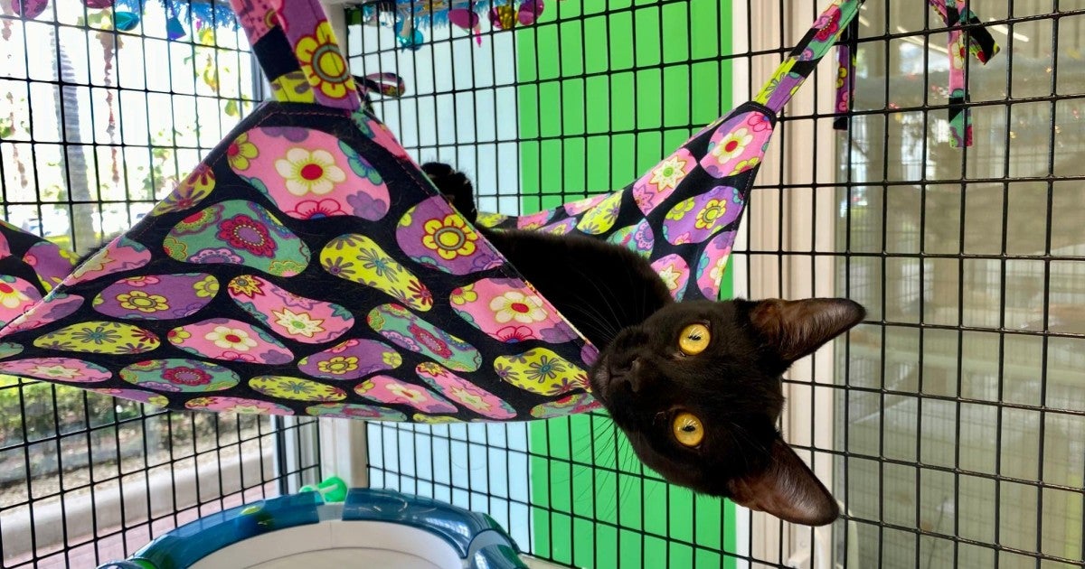 cats in boxes trophy guide