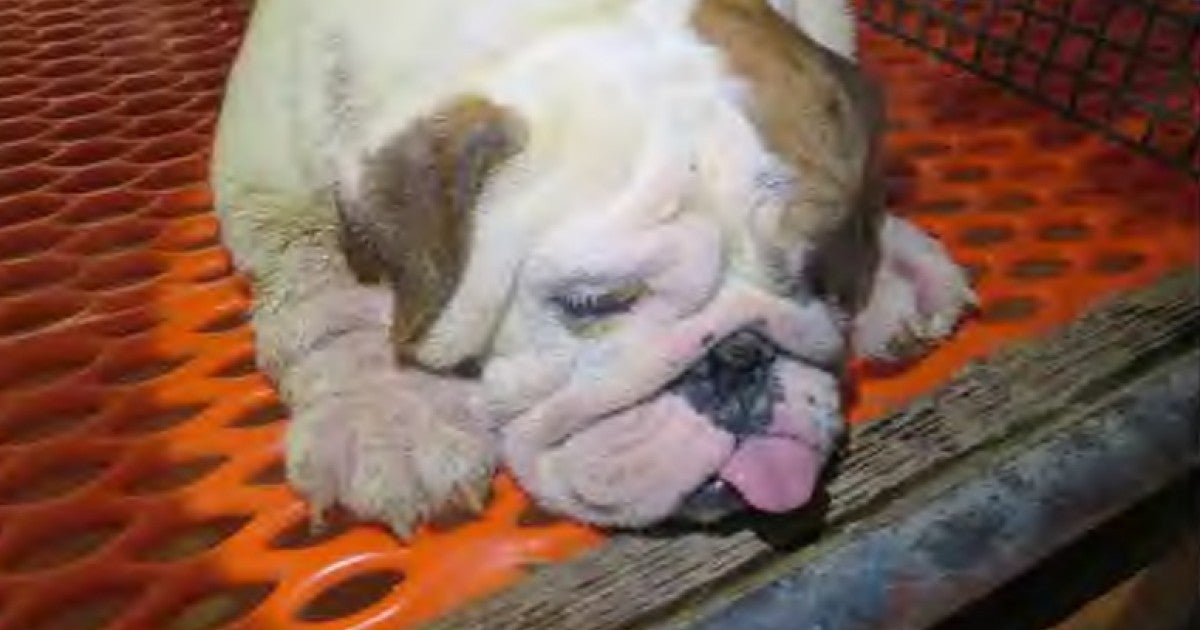 US Congress has a new chance to take meaningful stand for animals ...